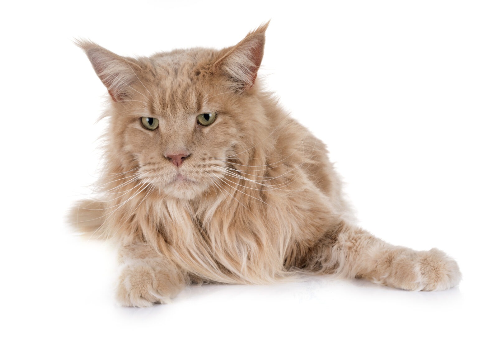 Katteracer - Lær mere om de mange katteracer | Kattesiden.dk