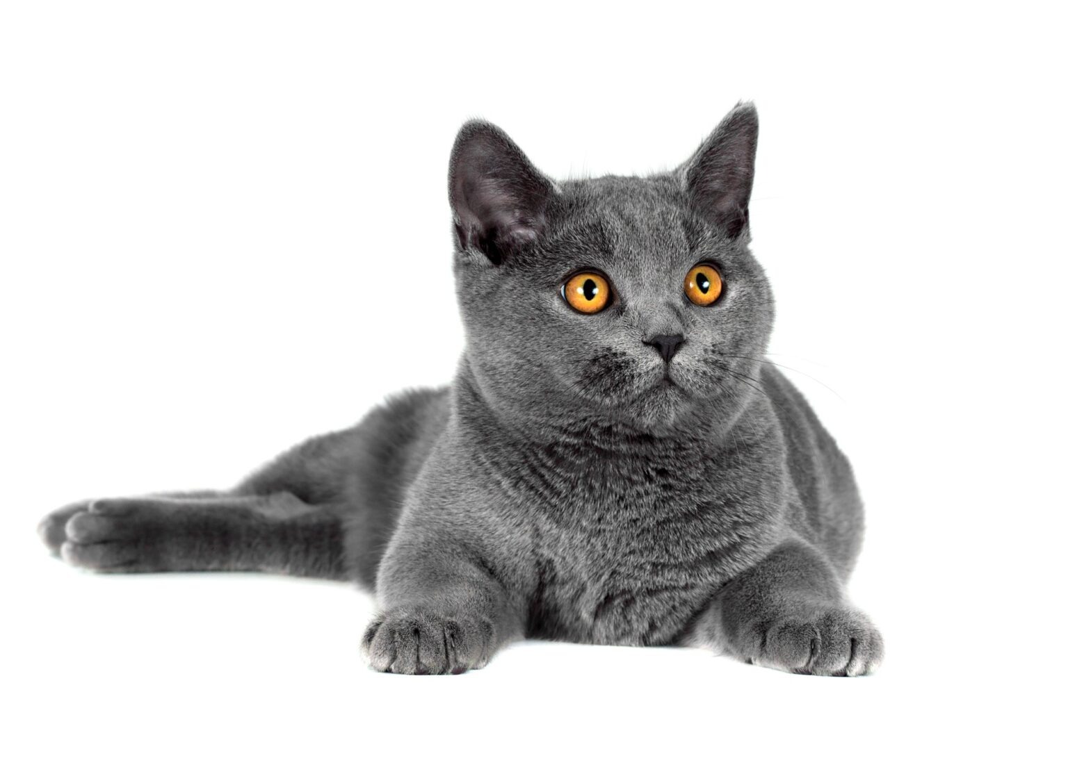 Katteracer - Lær mere om de mange katteracer | Kattesiden.dk