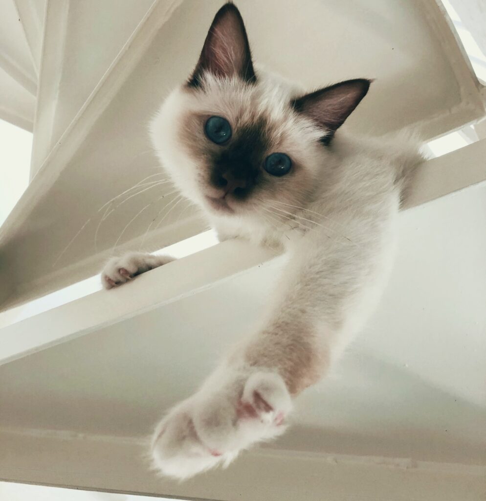 Hellig Birma - Alt om den hellige kat fra Burma | Kattesiden.dk