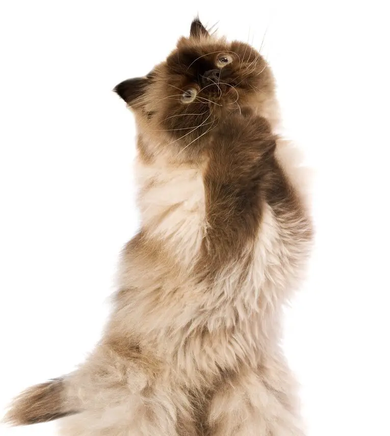 Perser kat - den søde, rolige indekat | Kattesiden.dk